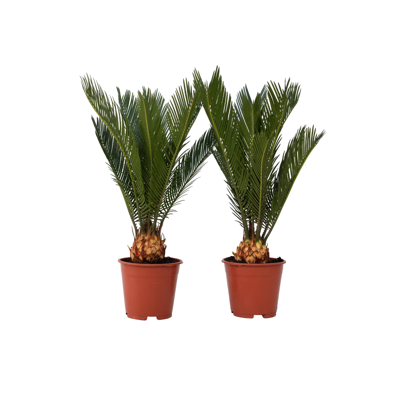 Sagou du Japon - Set de 2 - Cycas revoluta - Hauteur 45-60cm - ⌀15cm ...
