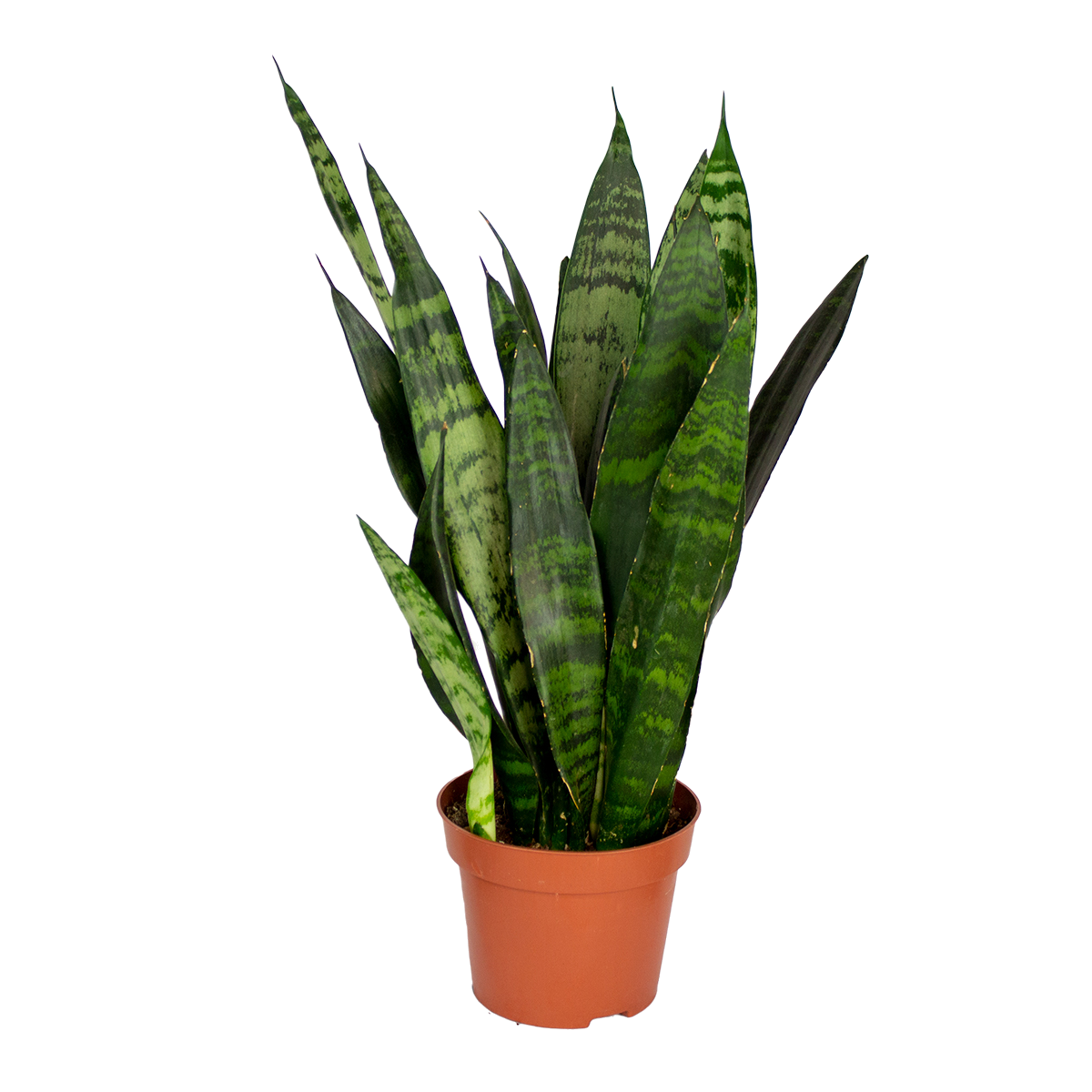 Sansevieria 'Black Coral' par unité | Plante d’intérieur en pot de ...