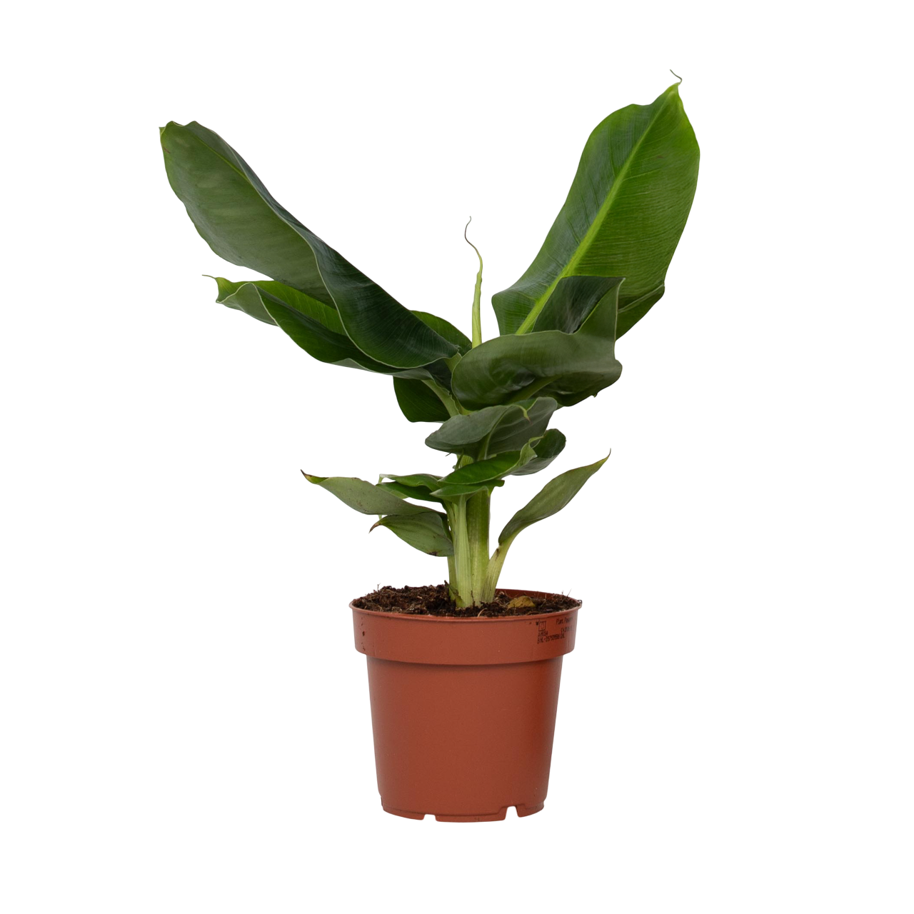 Banano nano - Musa 'Oriental Dwarf' - Altezza 25-40cm - ⌀12cm | Leroy ...