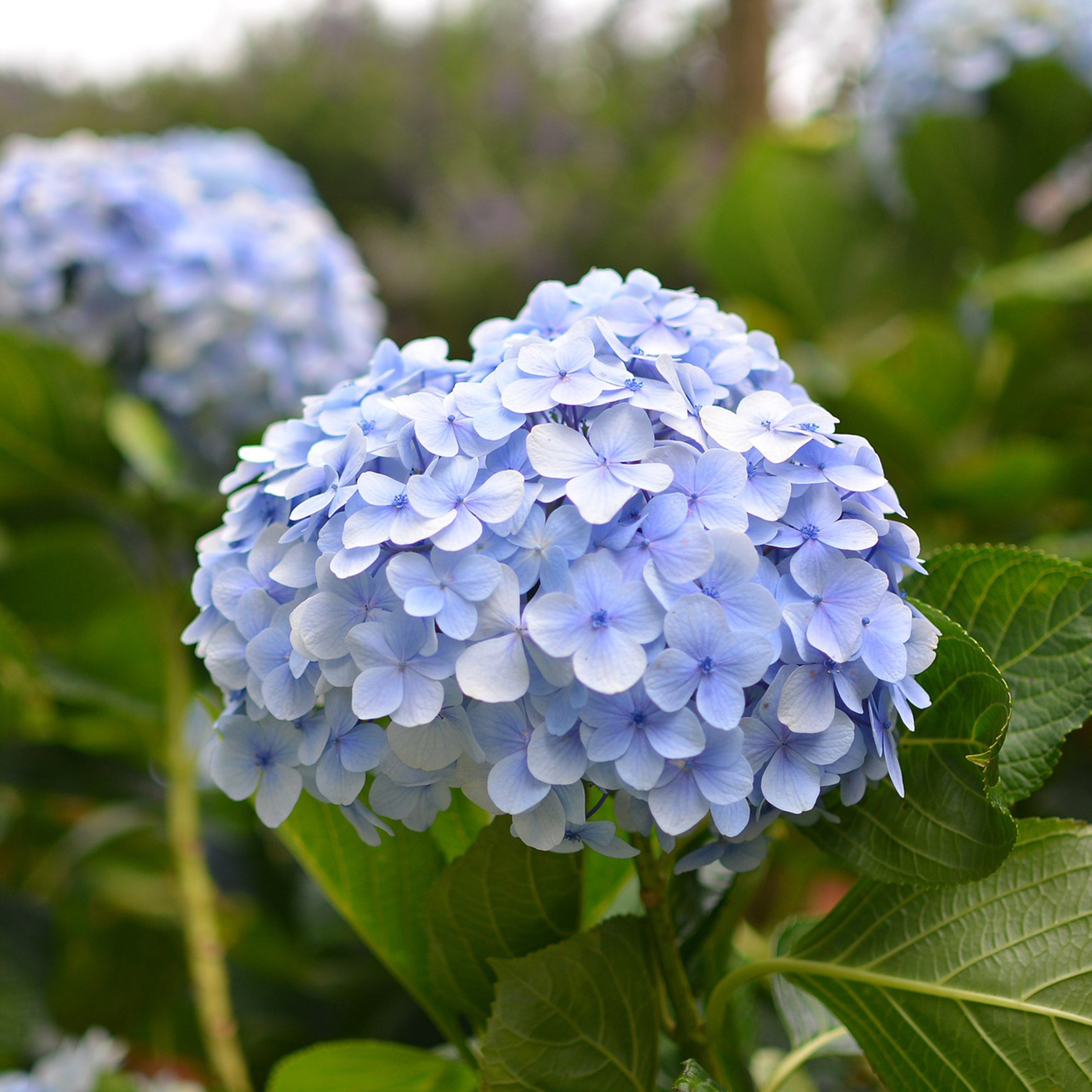 Hortensia - Set de 6 - Hydrangea macrophylla teller 'Nizza' - H25-40cm ...