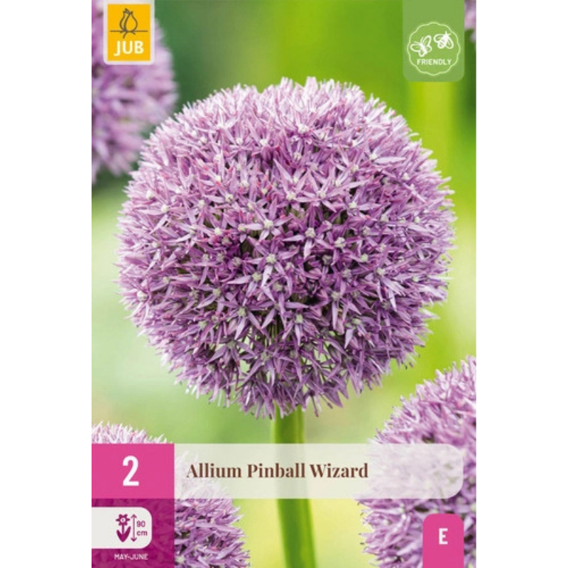 2 ALLIUM PINBALL WIZARD Rose | Leroy Merlin
