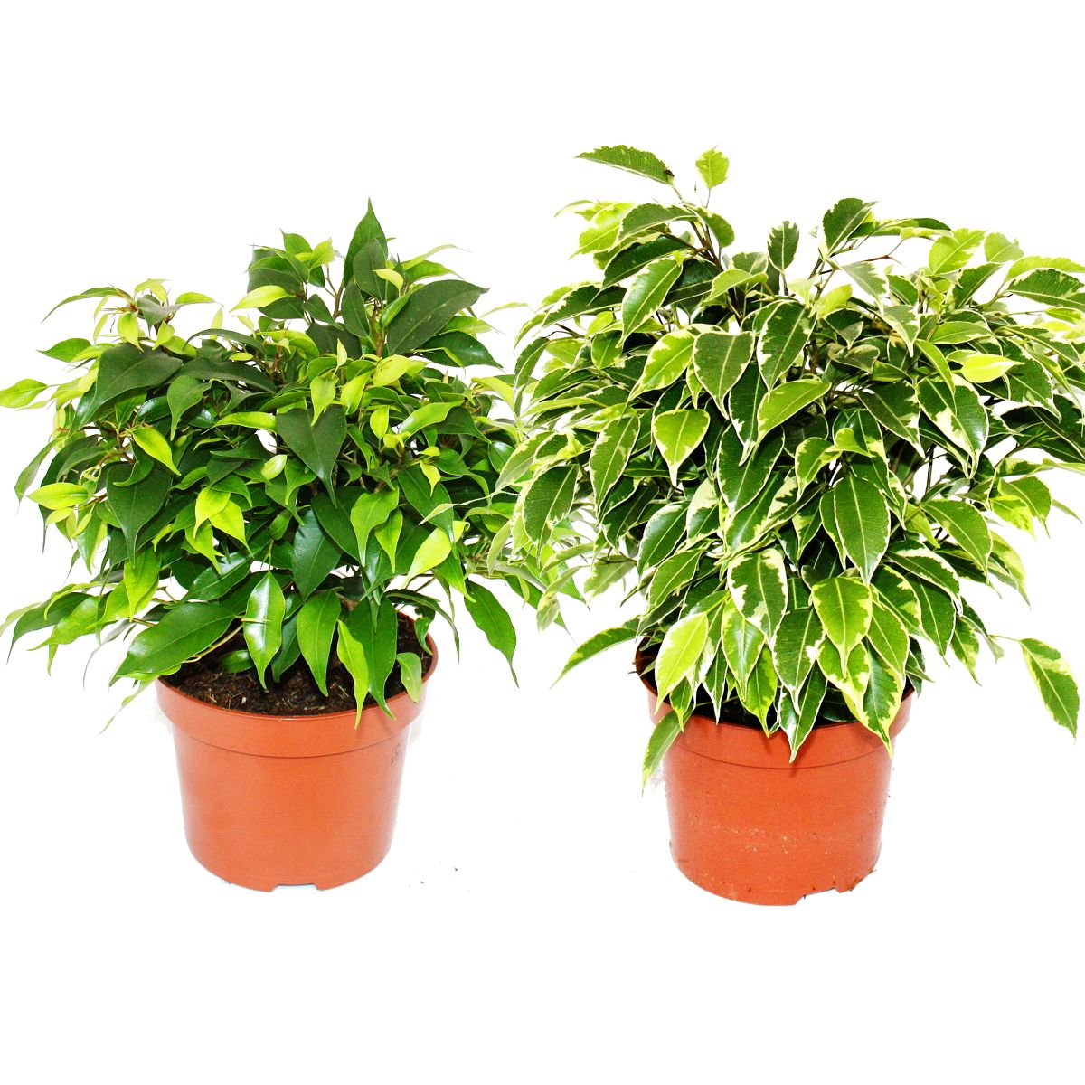 Kinky-Duo - Set con 2 diversi fichi piangenti cespugliosi - Ficus ...