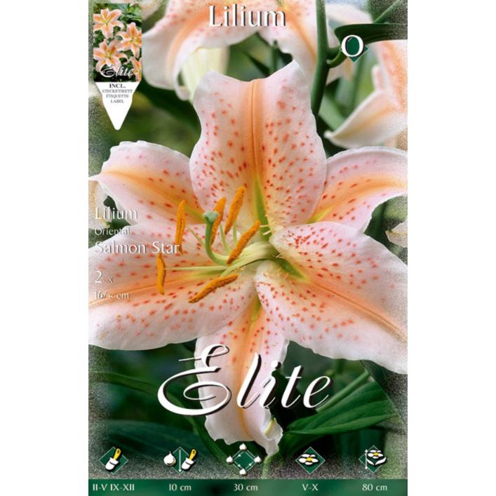 Bulbo Lilium Oriental salmón Star 2 | Leroy Merlin