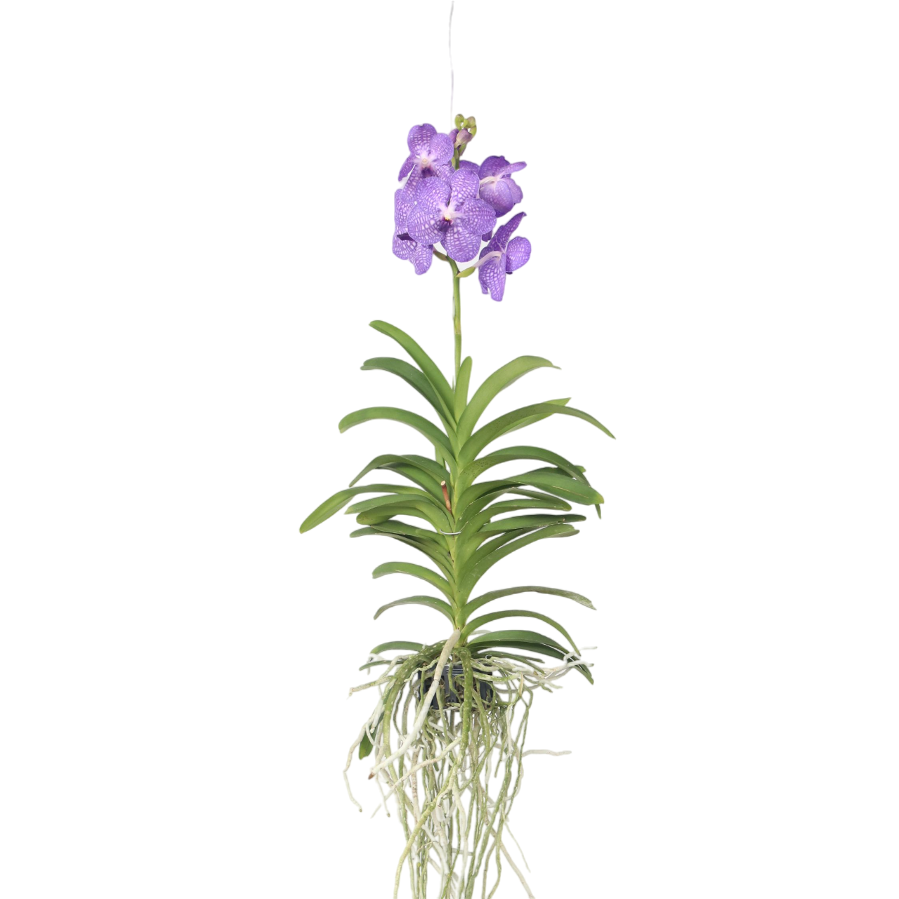 Orchidea Vanda - Vanda 'Blue' - Altezza 55-65cm | Leroy Merlin