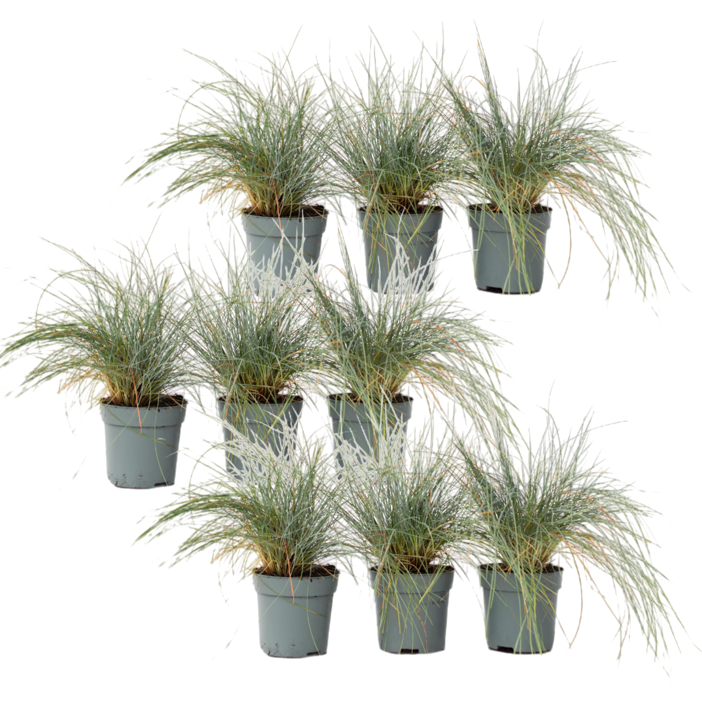 Festuca azul - 9 pzs - Festuca glauca 'Elijah Blue' - Altura 10-15cm ...