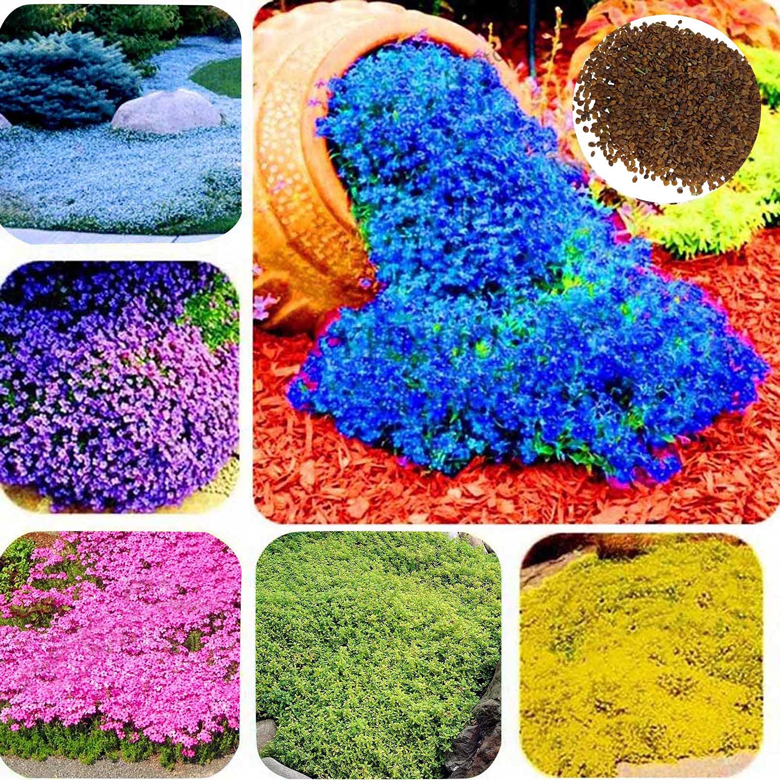 Semillas De Flores Silvestres Semillas De Flores De Jardín Plantas De 0663