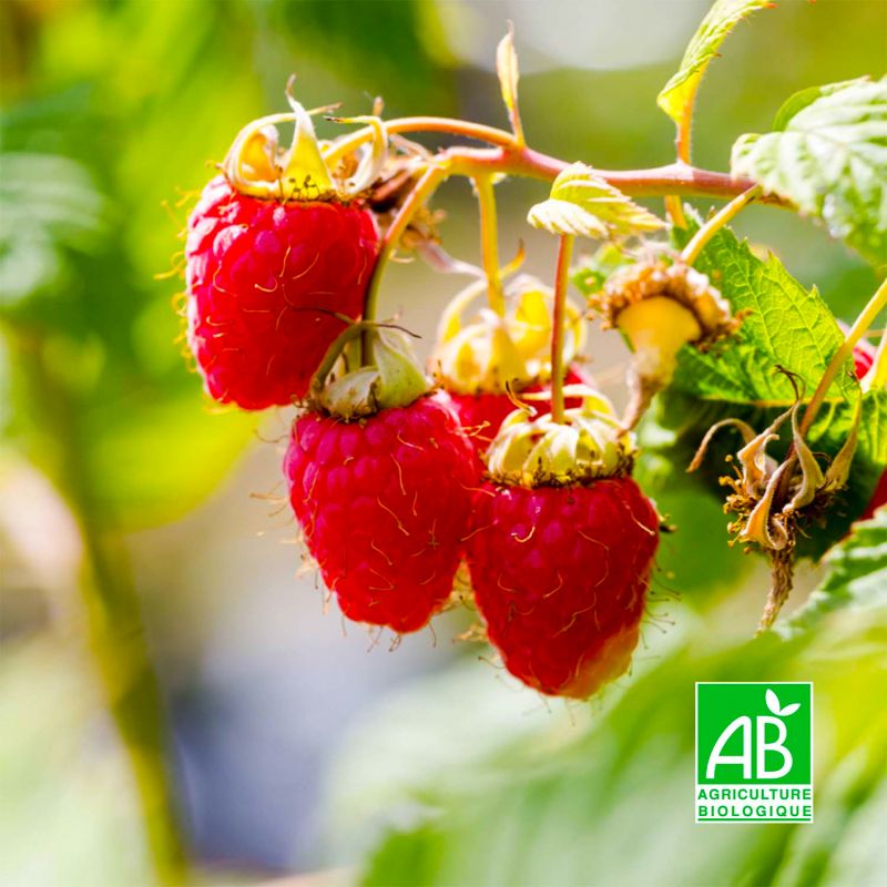 Framboisier 'Malling promise' BIO (Rubus idaeus 'Malling promise') - Godet 9cm - Pépinières ...