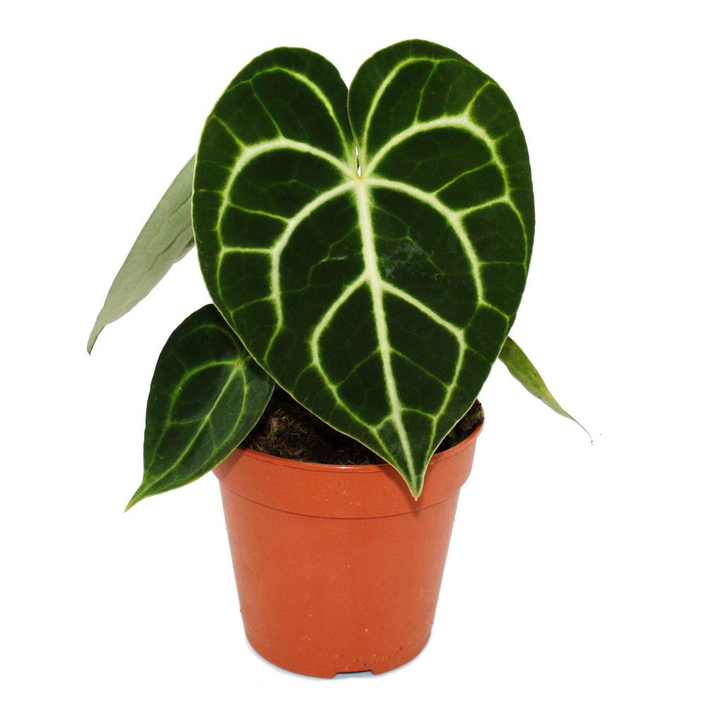 Plame?ák kv?t - Anthurium clarinervium - Srdcovka kv?t - 12cm kv?tiná ...
