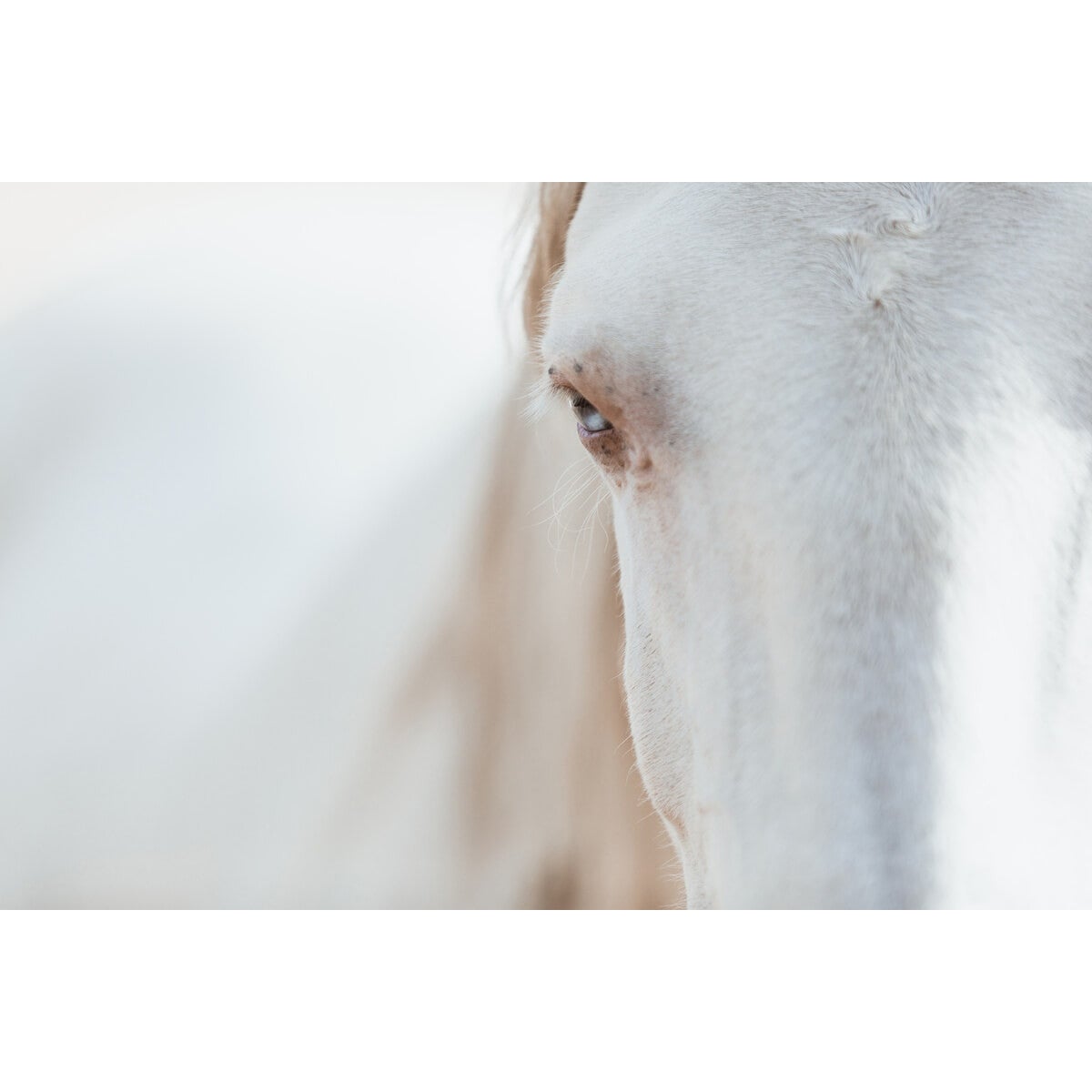 Tableau sur toile cheval blanc 30x45 cm | Leroy Merlin