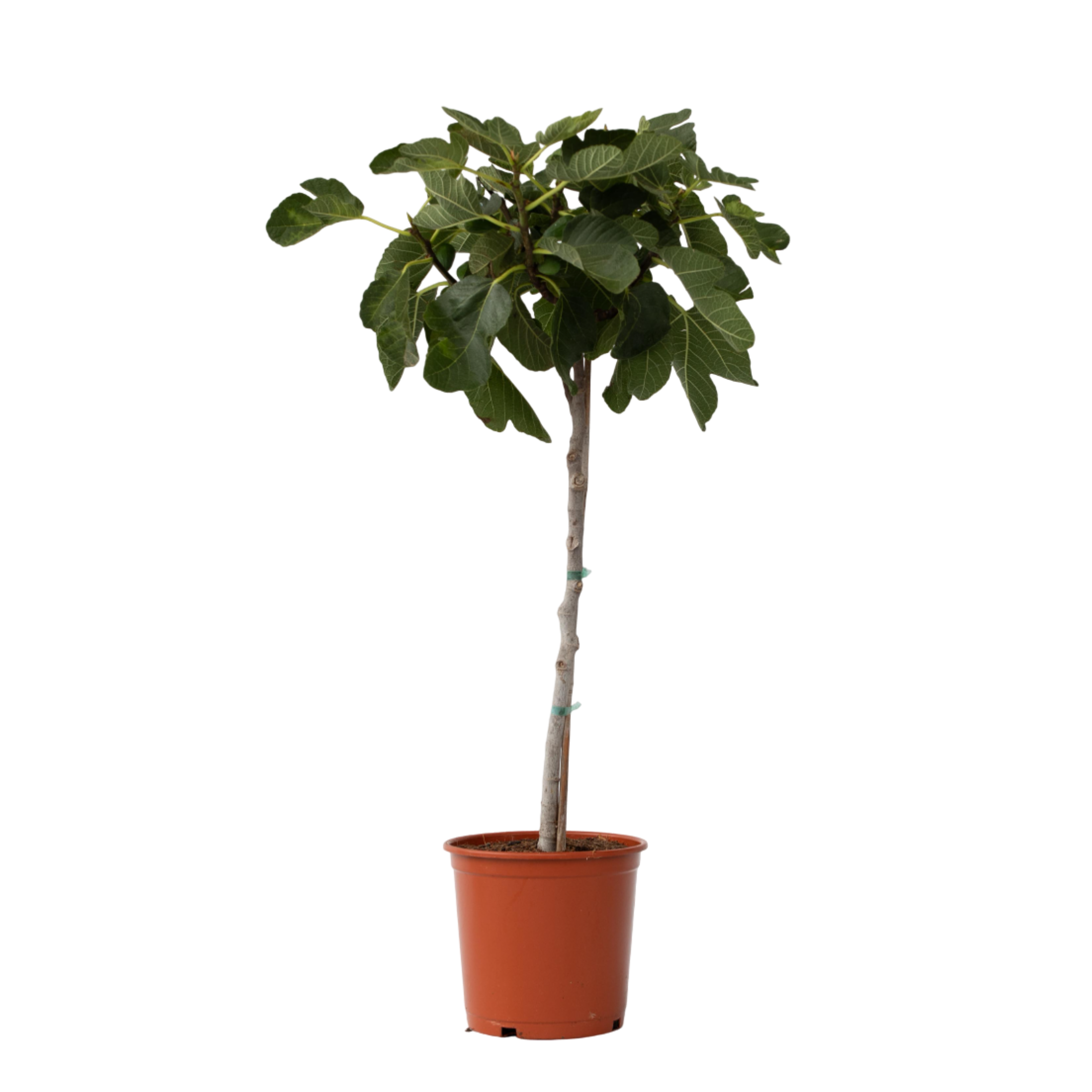 Figuier de Barbarie - Ficus Carica - Hauteur 70-90cm - ⌀21cm | Leroy Merlin